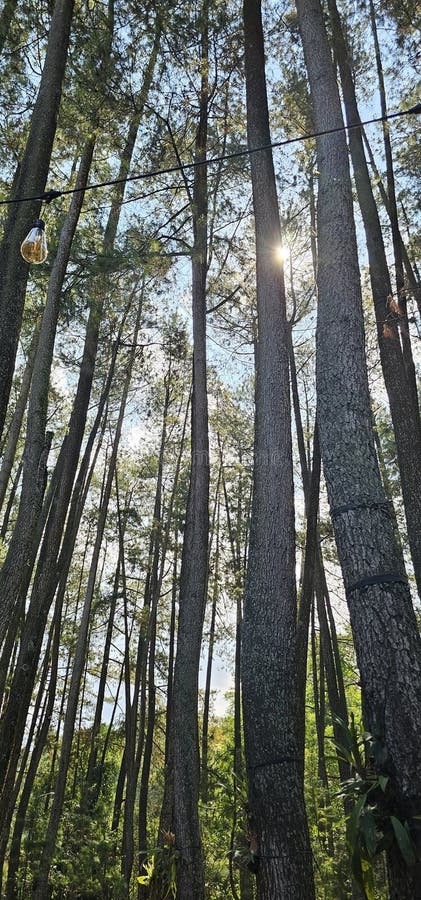 Trees surround my place stock image. Image of iron, wood - 341973119