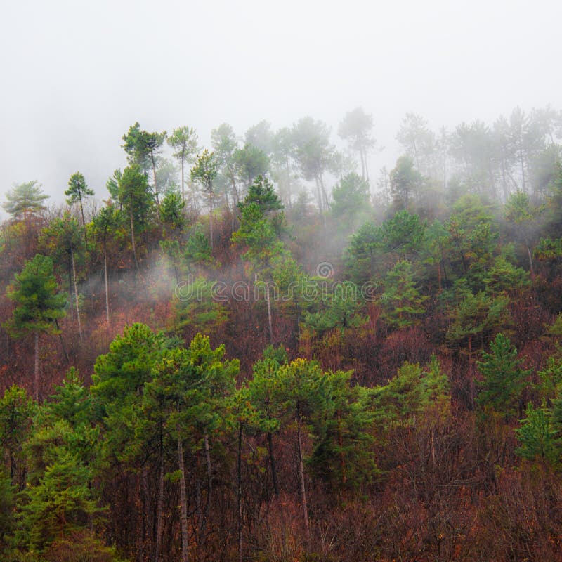 Trees into the Mist in the Mountain Stock Photo - Image of trees, mist ...
