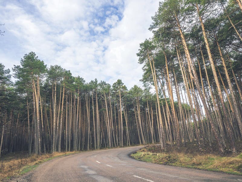 Trees Surrounding the Road Under the Clouded Sky Stock Photo - Image of ...