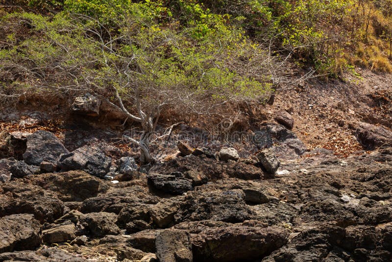 Trees Surviving in the Desert among the Rocks Stock Image - Image of ...