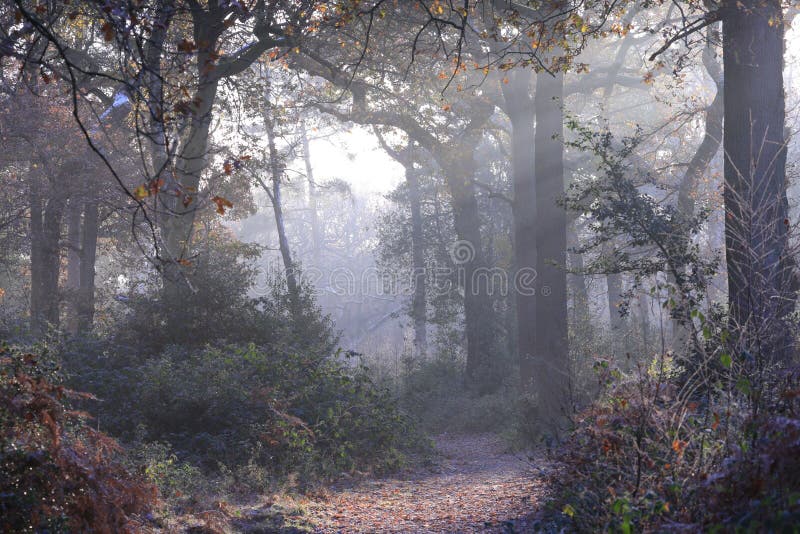 Trees at the Sutton Park in Birmingham with the Sun Shining in the ...