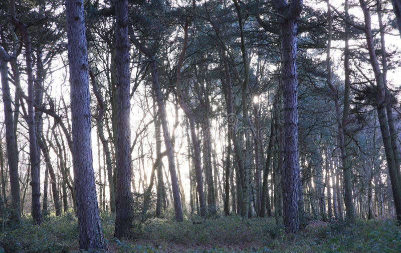 Trees in Sutton Park in Birmingham, UK. Stock Image - Image of camping ...