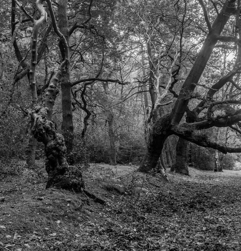 Trees stock image. Image of scenic, woods, sutton, trees - 100134817