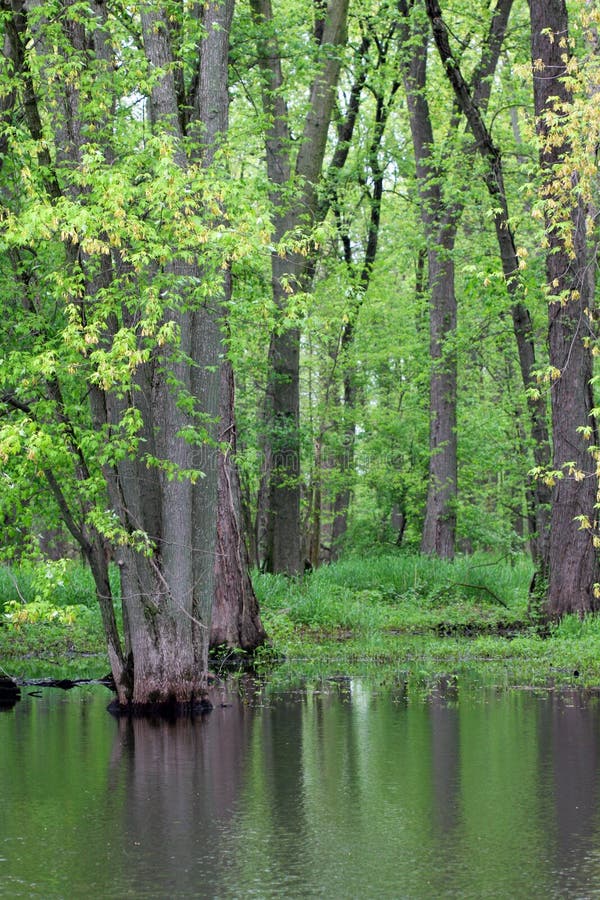 Trees in Swamp stock image. Image of bark, nature, river - 14101295