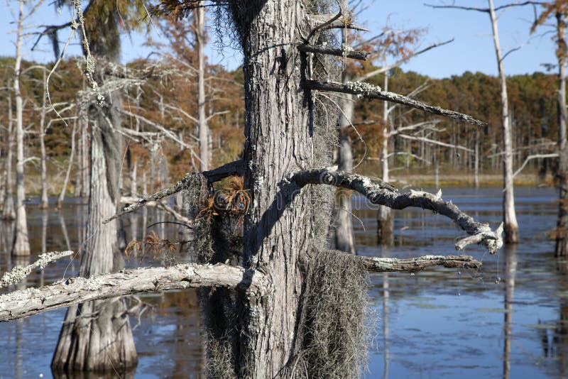 Trees in a Swamp stock image. Image of locations, breathtaking - 86250647