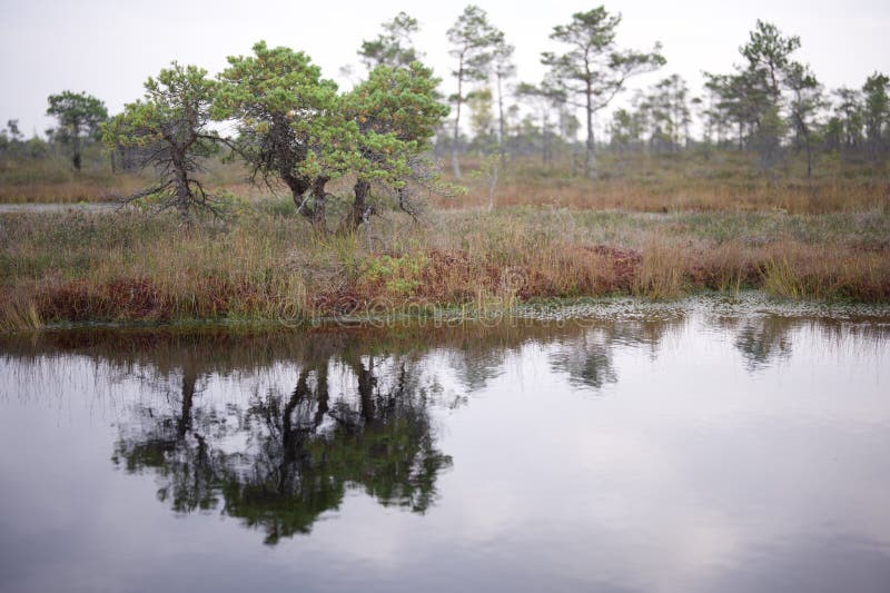 Trees on swamp stock image. Image of trees, national - 198252013