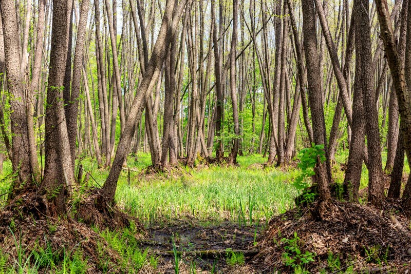 Trees on Swamp at Spring Time Stock Photo - Image of beauty, beautiful ...