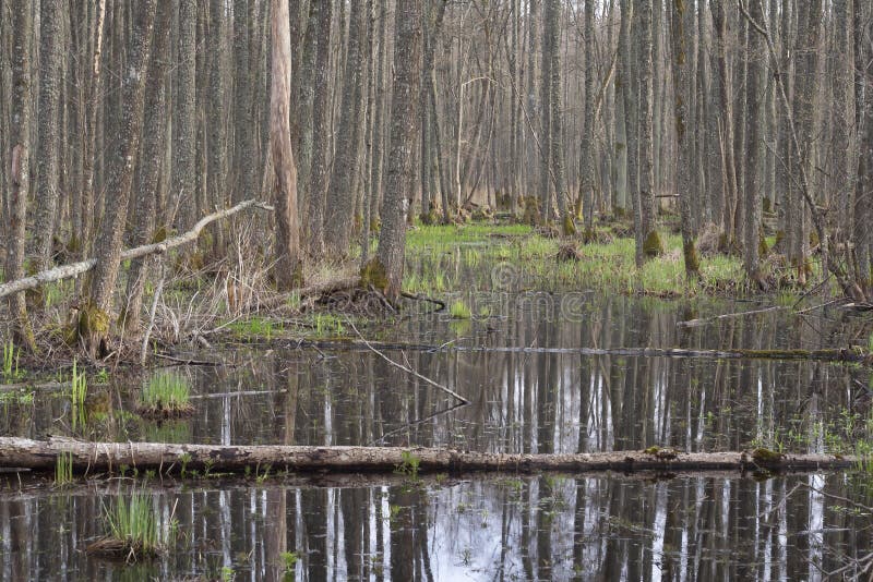Trees in a swamp. stock photo. Image of gloomy, plant - 67809736