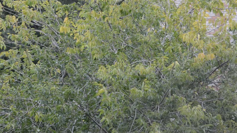 Trees Sway in the Wind. Autumn Stock Video - Video of maple, branches ...