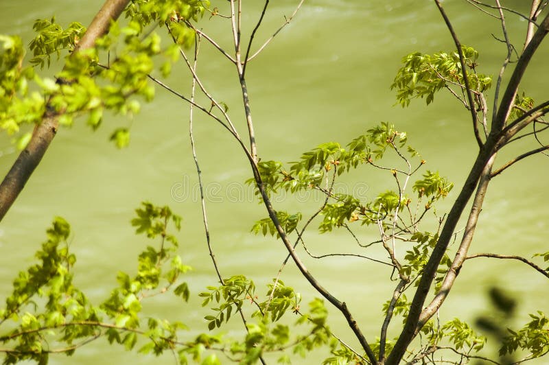 Trees Swaying in the Breeze Stock Image - Image of resort, river: 915499