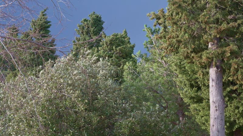 Trees Swaying in Strong Winds Under Sky during Extreme Weather ...