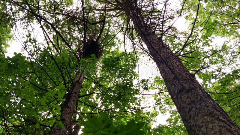 The Trees are Swaying in the Wind. Bottom View of a Tree with a Nest in ...