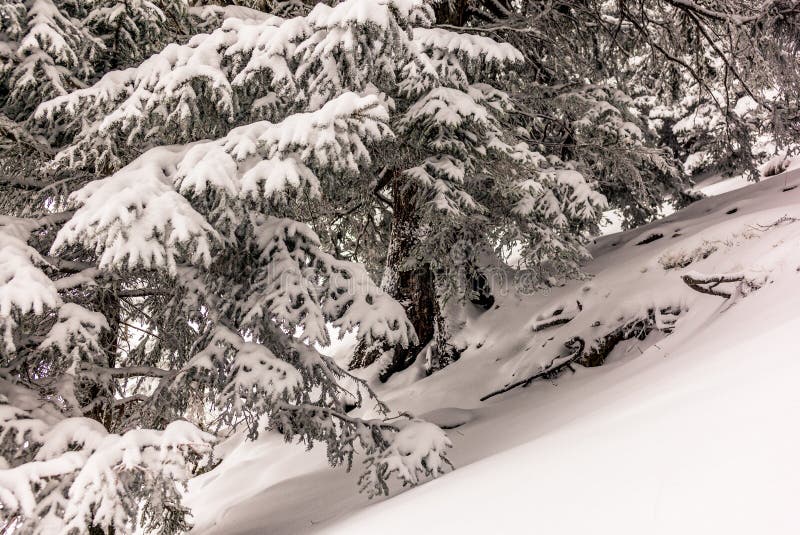 Trees in the Swiss Alps Under an Heavy Snowfall - 13 Stock Photo ...