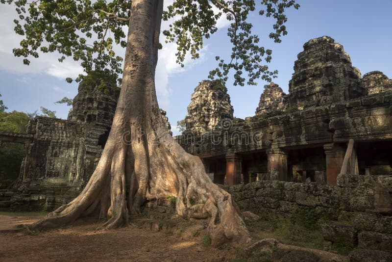 Trees at ta prom editorial stock photo. Image of roots - 163207698