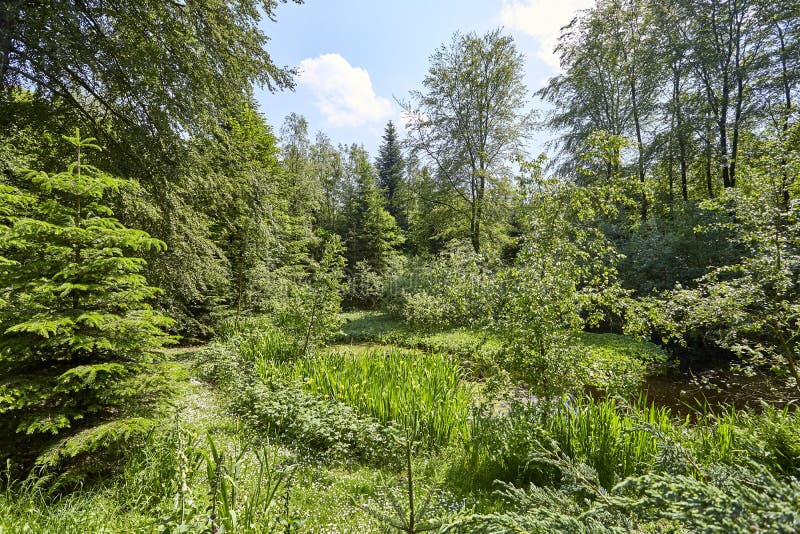 Trees and Tall Grass in a Forest Stock Image - Image of forest, leaf ...