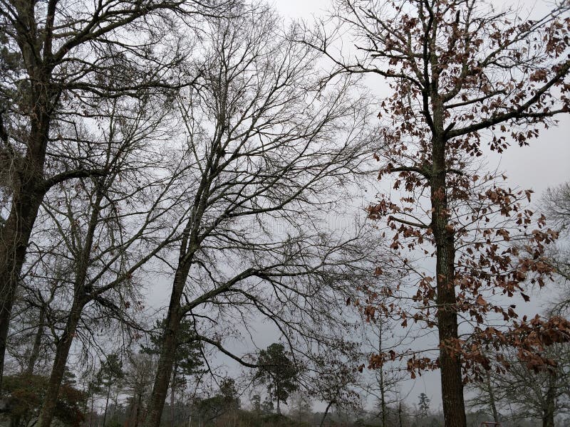 Trees stock image. Image of wooded, grey, skies, trees - 121751473