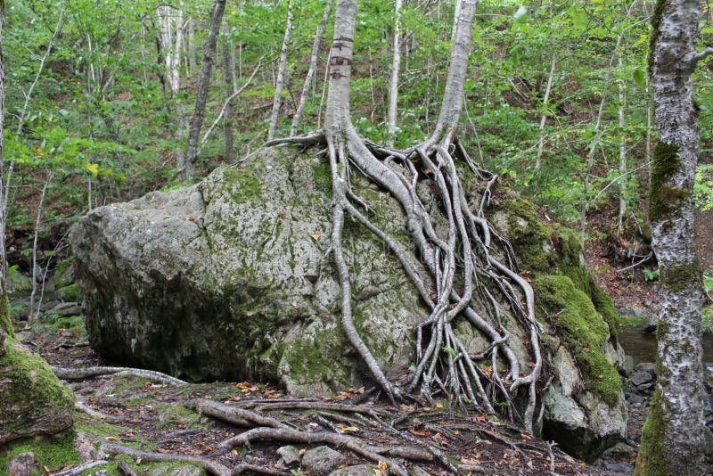 Two Trees Growing from a Huge Boulder Along a Hiking Trail in Cape ...