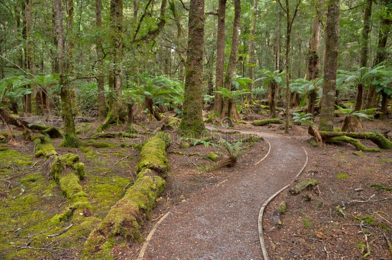 Trees at Tarkine Forest in Tasmania, Australia Stock Photo - Image of ...