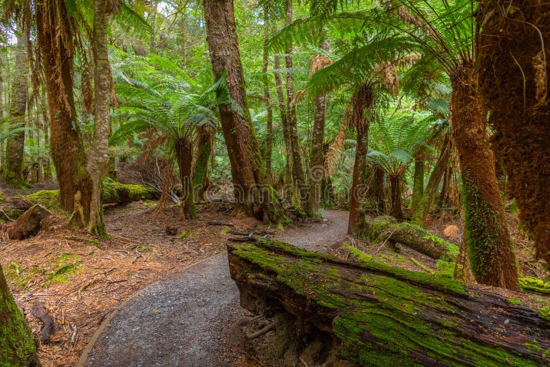 Trees at Tarkine Forest in Tasmania, Australia Stock Photo - Image of ...