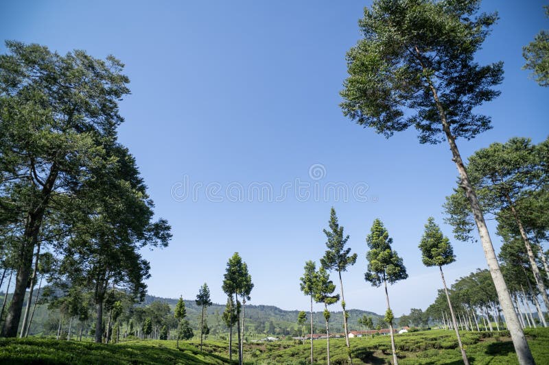 Trees in the Tea Plantation during the Day, Sunny Weather Stock Photo ...