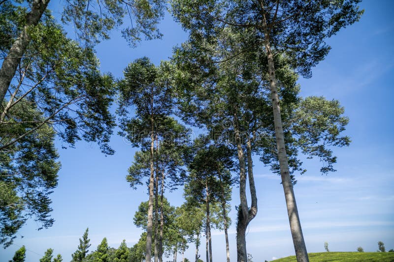 Trees in the Tea Plantation during the Day, Sunny Weather Stock Photo ...