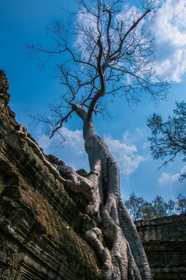 Trees and Temples of Angkor Wat Stock Image - Image of culture, asia ...