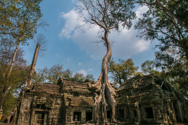 Trees and Temples of Angkor Wat Stock Image - Image of root, cambodia ...