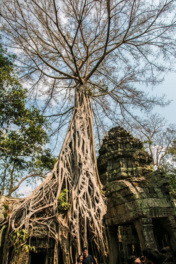 Trees and Temples of Angkor Wat Stock Image - Image of ruin, buddhist ...