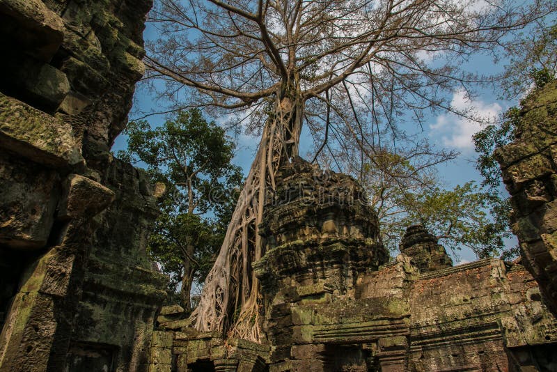 Trees and Temples of Angkor Wat Stock Image - Image of buddhism, root ...