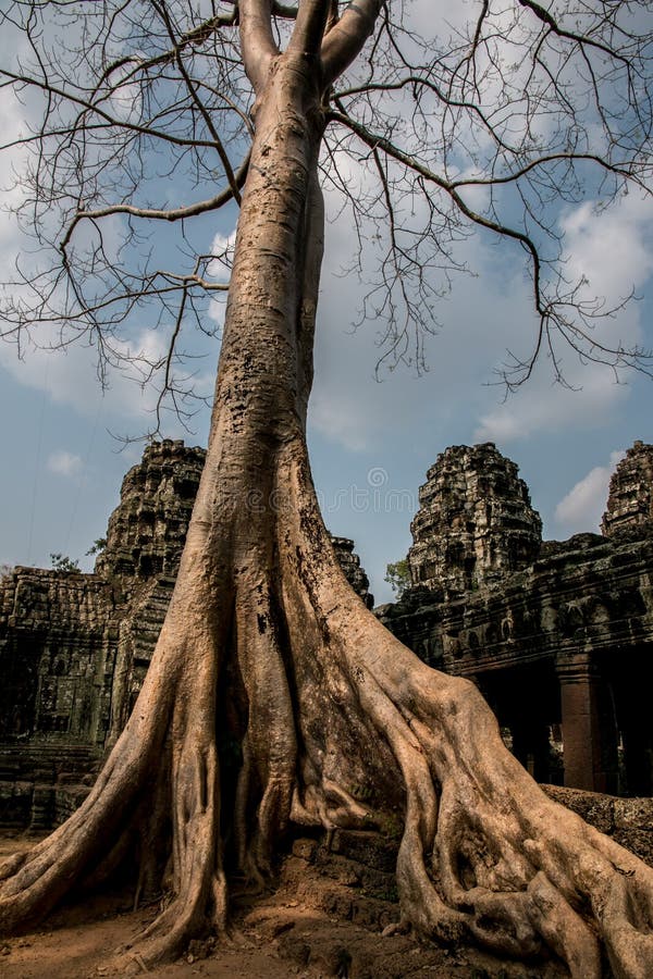 Trees and Temples of Angkor Wat Stock Image - Image of asia, beautiful ...