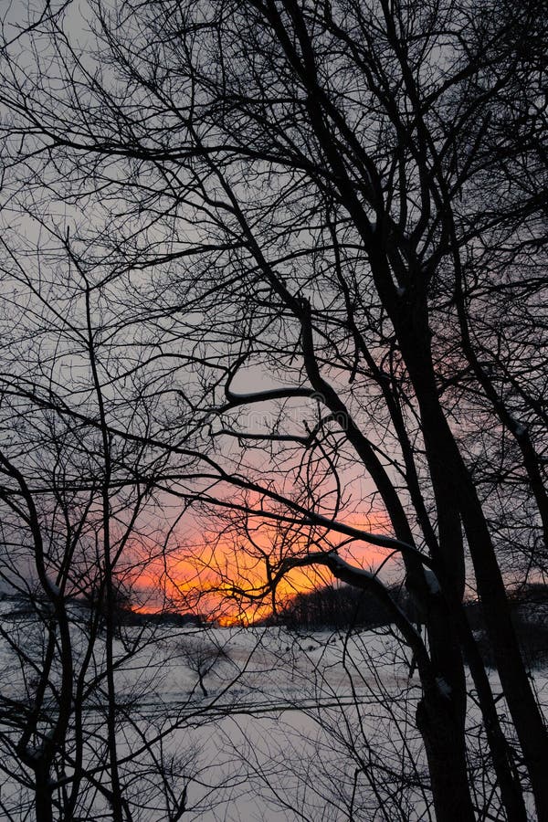 Trees Texture in the Snow, with Distant Orange Sky at Sunset Stock ...