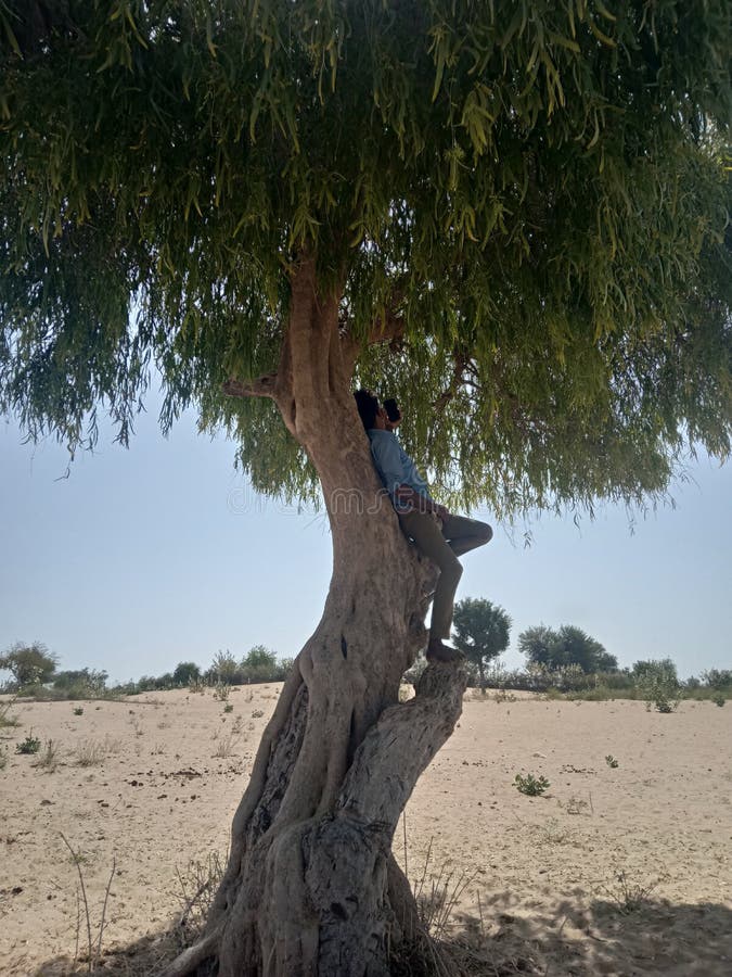 Trees in the thar desert editorial stock image. Image of rajasthan ...