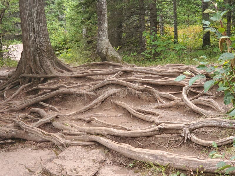 Trees and Their Roots stock photo. Image of hiking, nature - 160408060