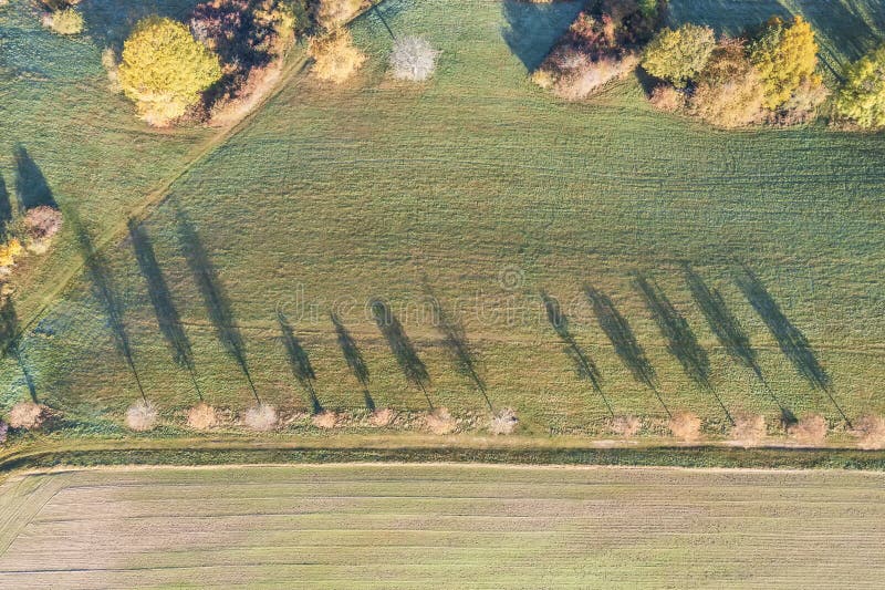 Row of trees with shadows stock image. Image of brown - 255539911