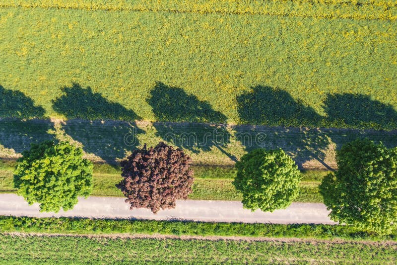 Row of trees with shadows stock image. Image of brown - 255539911
