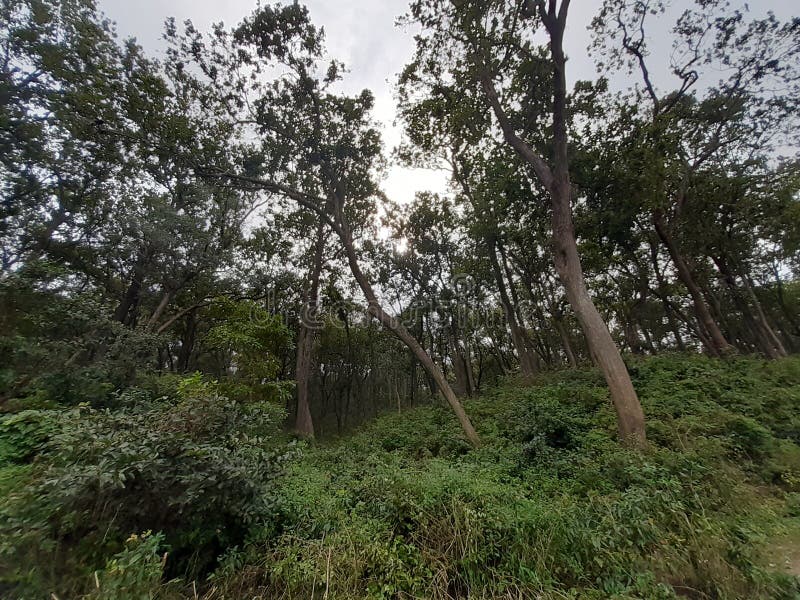 Trees in Thick Forest with Some Open Sky Stock Photo - Image of forest ...