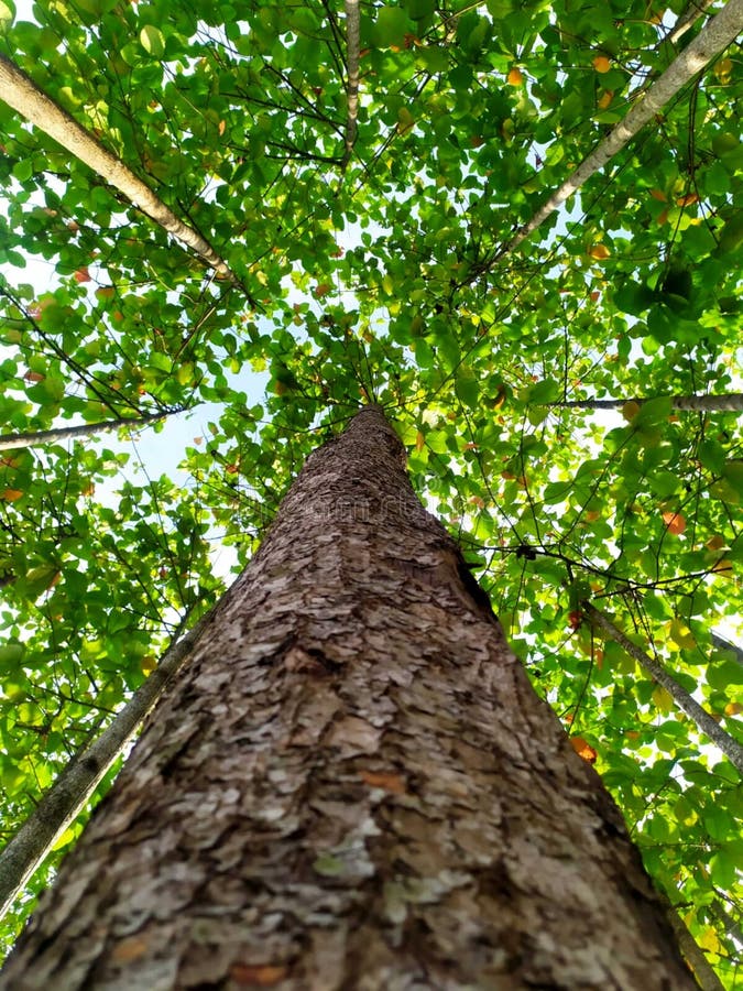 Trees with Thick Green Leaves that are Freshly Lit by the Sun Stock ...