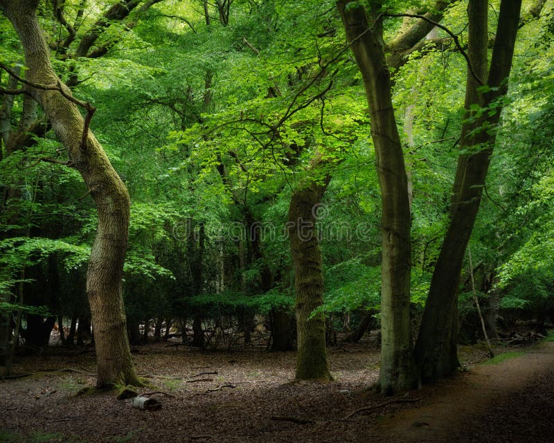 Trees with Thick Trunks and Surface Roots Captured in Epping Forest ...