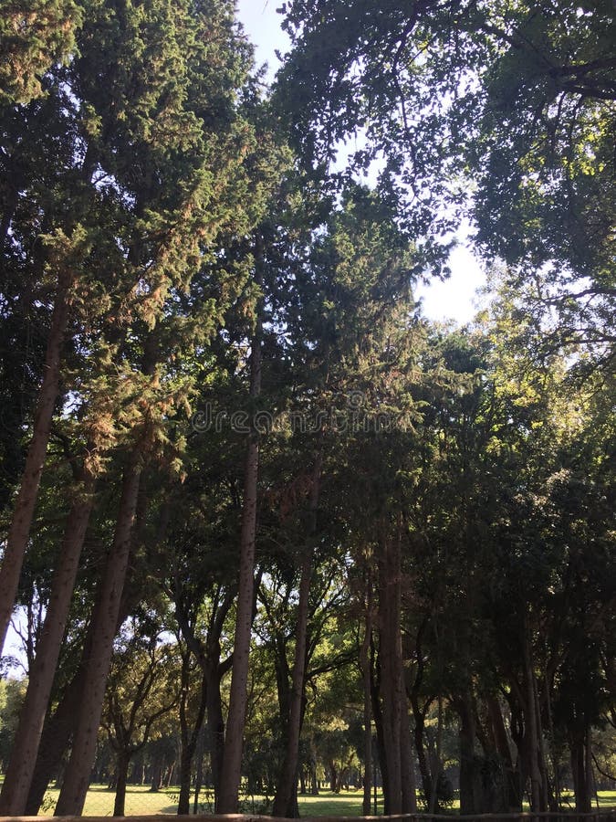 Trees in thicket stock image. Image of shade, tree, cluster - 57624645