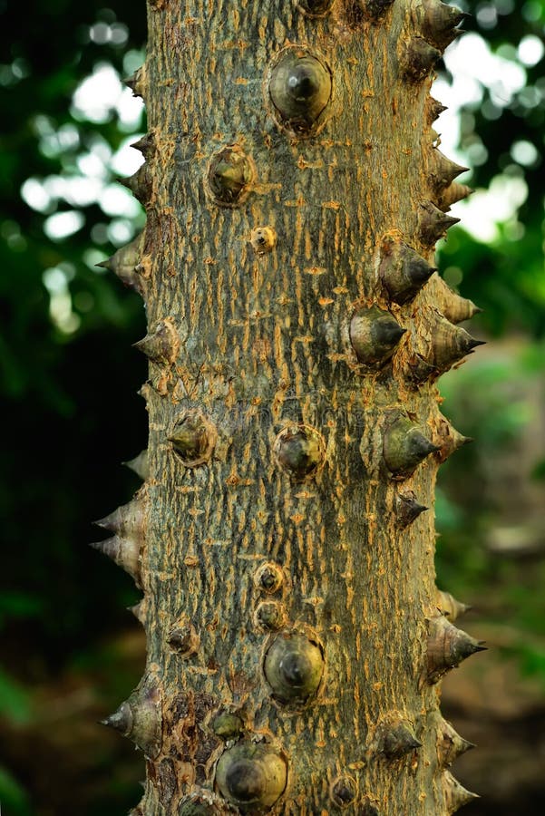 Trees with thorns stock photo. Image of garden, blue - 96011766