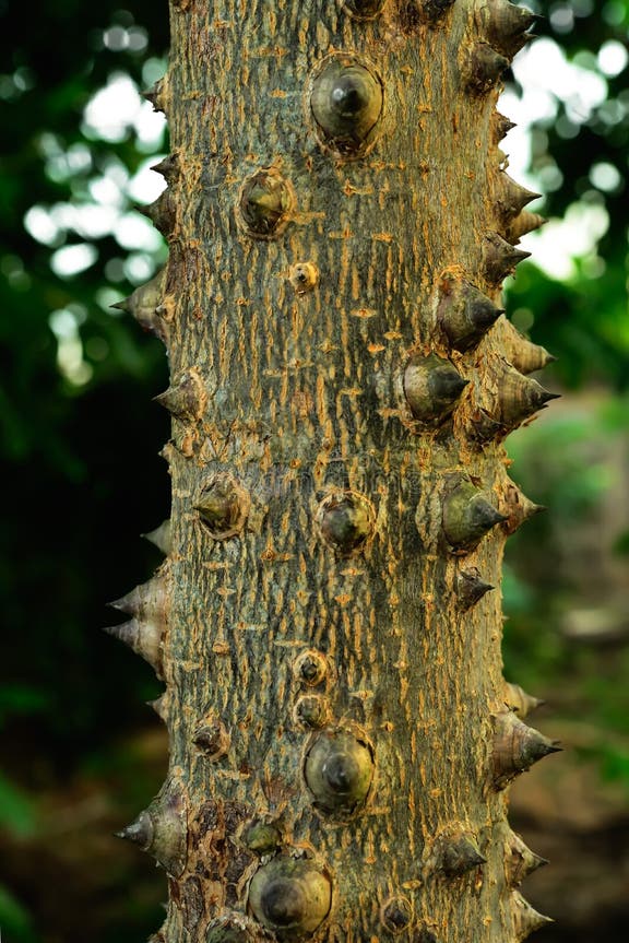 Trees with thorns stock photo. Image of garden, blue - 96011766