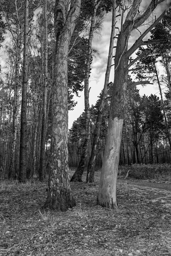 Trees in Three Photo Plans. Stock Photo - Image of nude, landscape ...