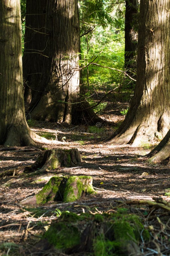 Trees and three stumps stock image. Image of twig, bark - 72457651