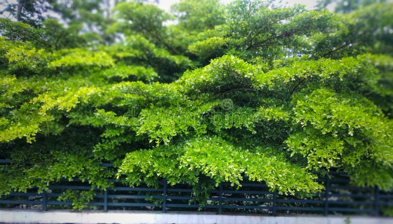 Trees Thrived Whose Branches and Leaves Passed Over the Fence? Stock ...