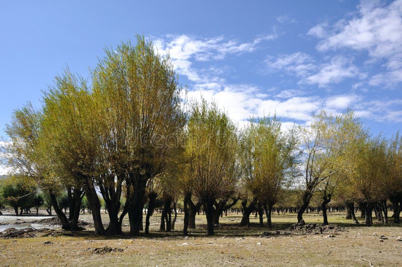 Trees in tibet stock photo. Image of branches, graphic - 28495190