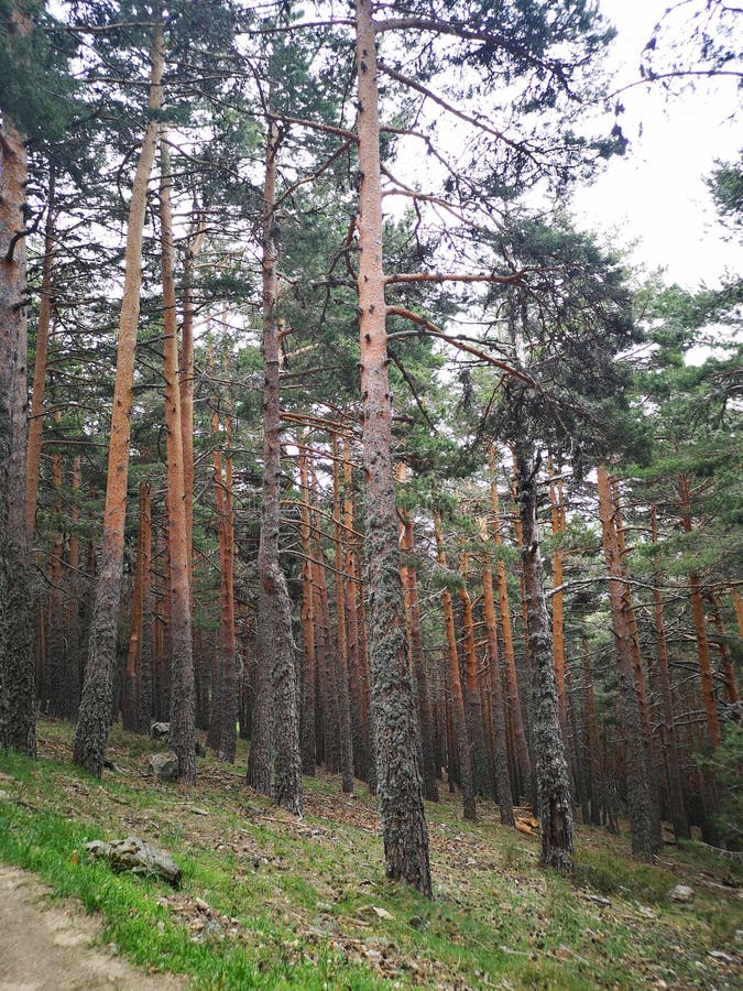 Trees timber in the forest stock photo. Image of trunk - 218659220