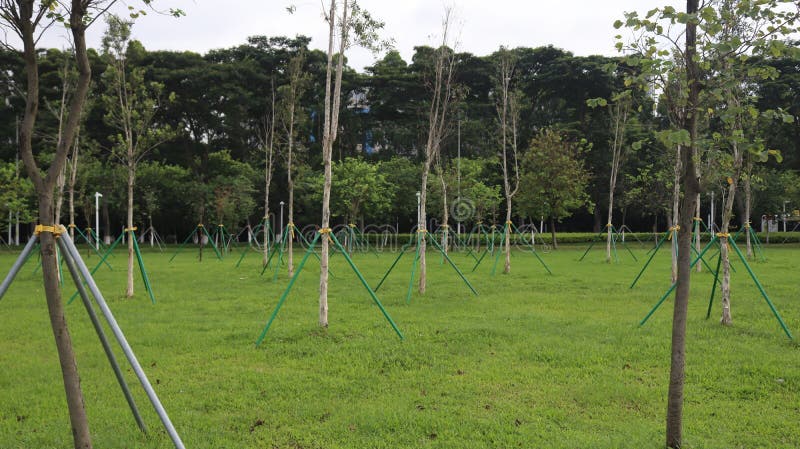 Trees to maintain stock image. Image of maintain, meadow - 249571171