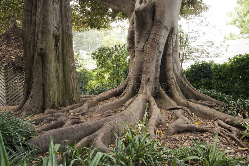 Trees about To Start Walking Stock Image - Image of walk, gardens: 97437807