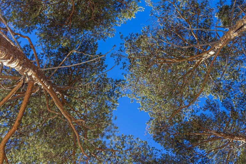 Trees Top from Bottom. Upside Down Perspective View of Pines Trunk with ...