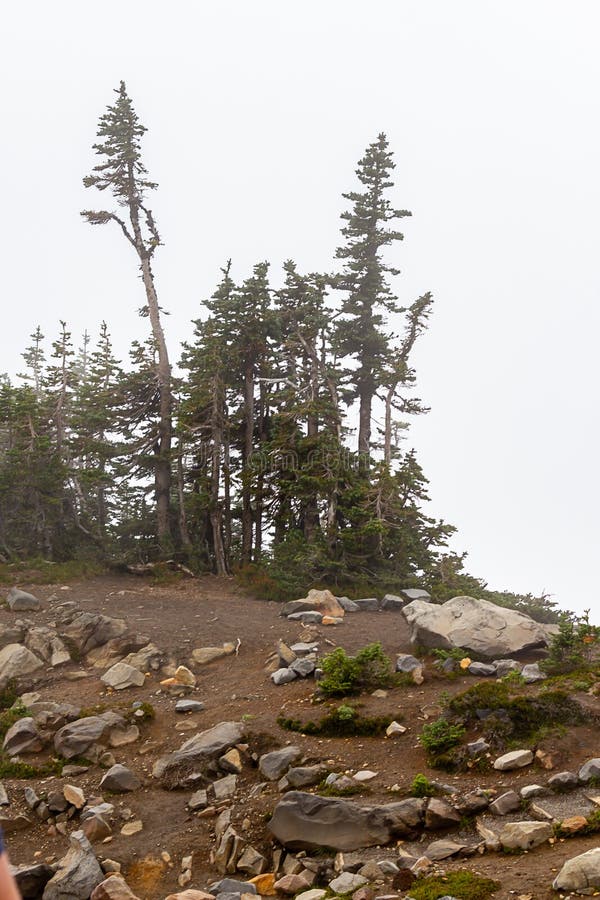 Trees on Top of Rocky Mountain Landscape Stock Image - Image of ...